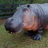 Life Size Hippo Statue | The Kings Bay