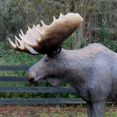 Life Size Moose Statue with Large Antlers | The Kings Bay