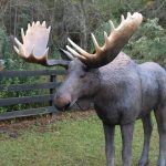 Life Size Moose Statue with Large Antlers | The Kings Bay